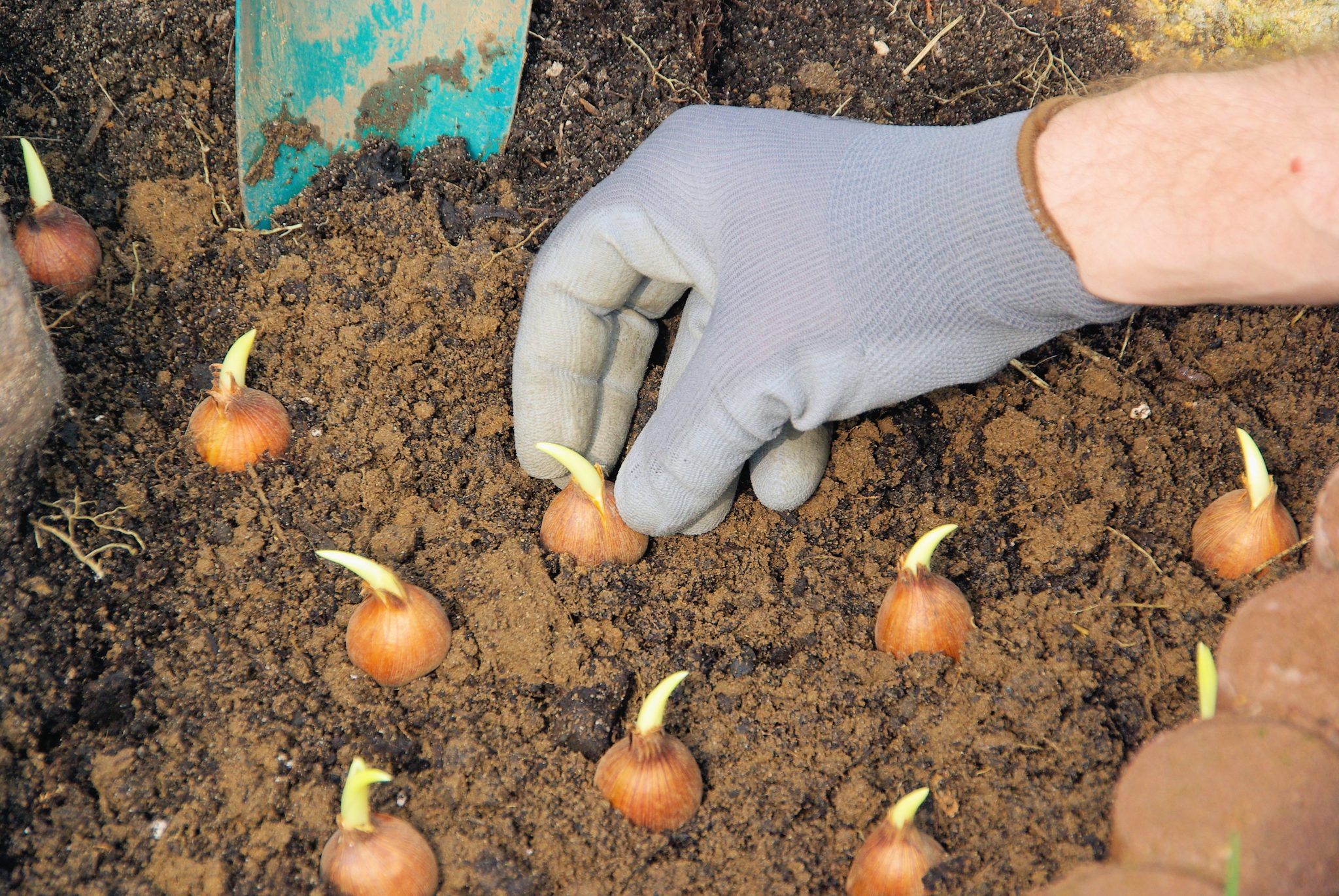 How to Plant Flower Bulbs Using Egg Cartons – A Simple and Time-Saving ...